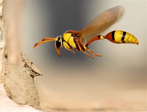 Download Insect Hornet With Slender Body Wallpaper Wallpapers Com