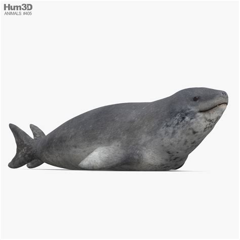 Leopard Seal 3d Model Download Marine Mammal On