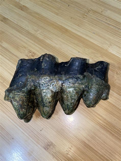 Ive Been Hunting Artifacts Bones Fossils For Just About A Year And A Half And I Would Have To