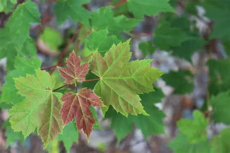 How To Identify A Maple And A Japanese Maple