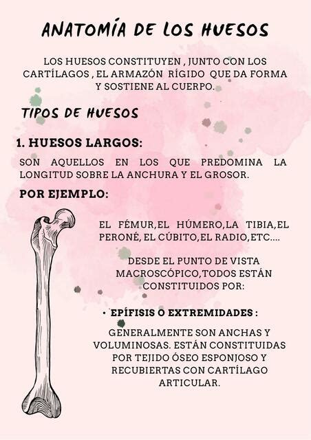Anatomía Udocz