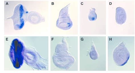 Comparison Of Optix And So Expression In The Wildtype Discs Of Late Download Scientific Diagram