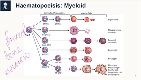 Leukogram Flashcards Quizlet