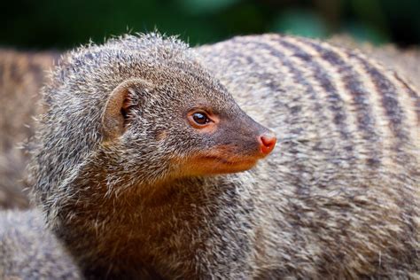 Mongoose Animal Kingdom
