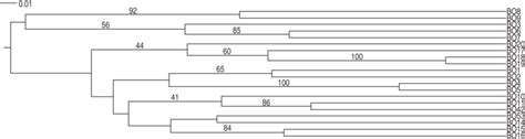 Dendrogram Based On Combined Data Analysis Of Rapd And Issr Primers