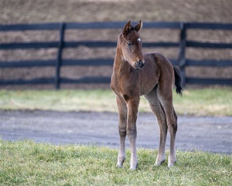 Skip Dickstein Photos