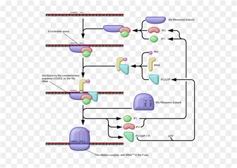 Synthesis Of Protein In Prokaryotes Edit Prokaryotic Translation Hd