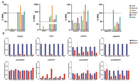 Ijms Free Full Text Investigating Circular Rnas Using Qrt Pcr