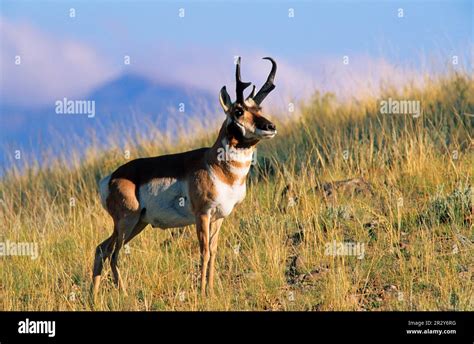 Pronghorn Pronghorns Pronghorn Antelope Pronghorn Antelope