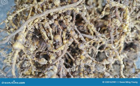 Uprooted Plant With Infected Root Knot Nematodes Stock Image Image