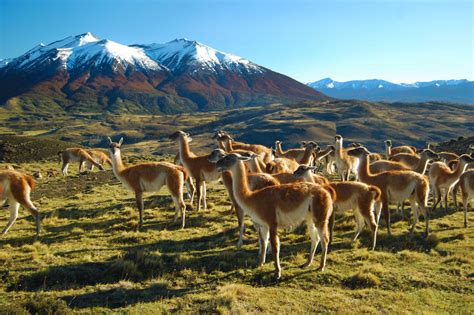 Exploring Chile On A Budget Reef And Rainforest Tours