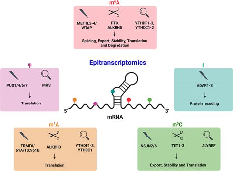 Overview Of Major Epitranscriptomic Modifications In The Brain The Download Scientific Diagram