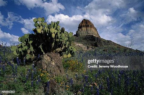Cactus Patch Photos And Premium High Res Pictures Getty Images