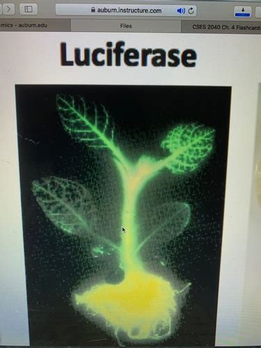 Bio Lecture 5 Flashcards Quizlet