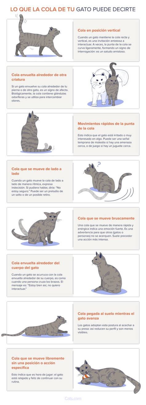 La Guía Definitiva Sobre El Lenguaje De La Cola De Gato Y Sus