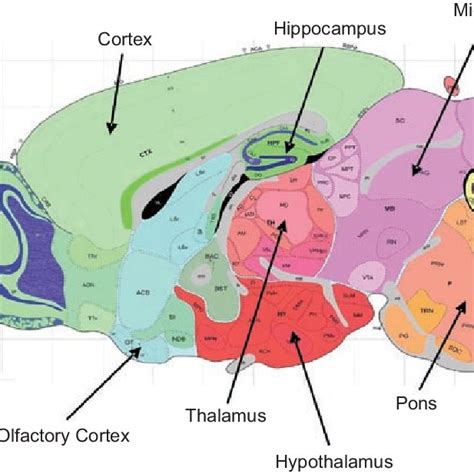 Mouse Brain Regions Aba Download Scientific Diagram