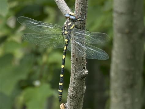 Pacific Spiketail Arizona Dragonflies