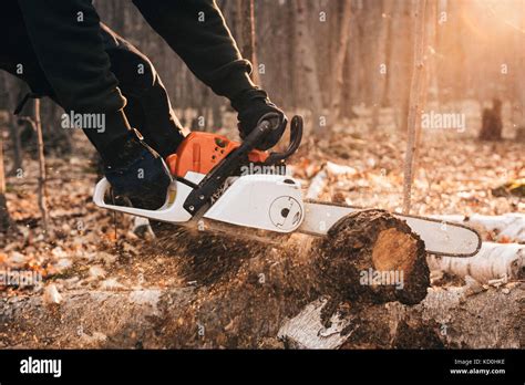 Cropped Shot Of Man Chainsawing Tree Trunk On Autumn Forest Floor Stock Photo Alamy
