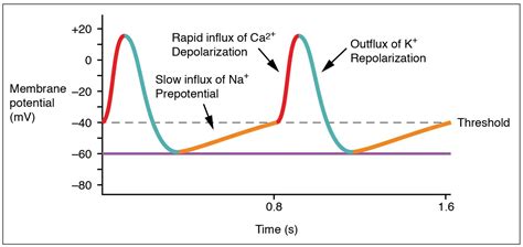 Action Potential At The Sa Node Diagram A Comprehensive Overview