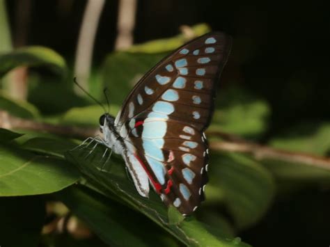 Graphium Eurypylus Australian Butterflies