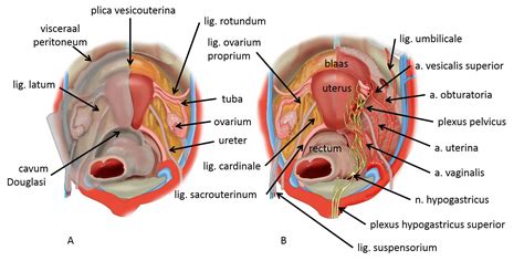 Superior View Of Female Pelvis Viscera Peritoneum Arterial Supply And