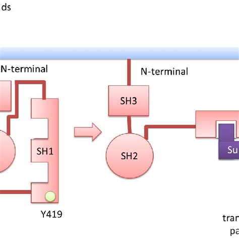 Schematic Representation Of Src In The Low Activity State Left And Download Scientific