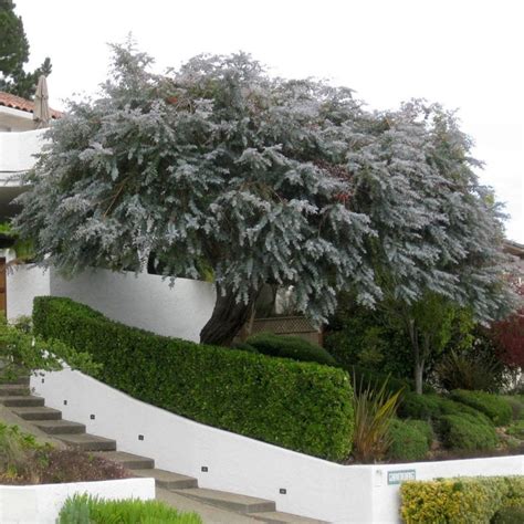 Silver Dollar Eucalyptus —