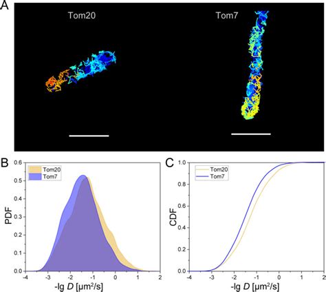 The Receptor Subunit Tom20 Is Dynamically Associated With The Tom Complex In Mitochondria Of
