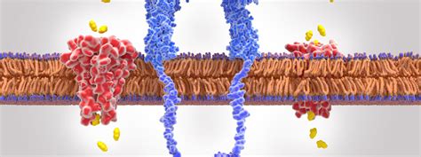 Cell Signalling And Membrane Trafficking University College Cork
