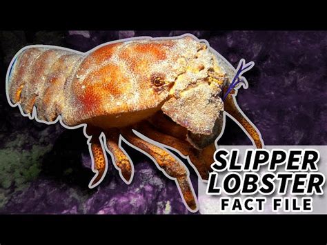 Caribbean Slipper Lobster Slipper Lobster Wikipedia