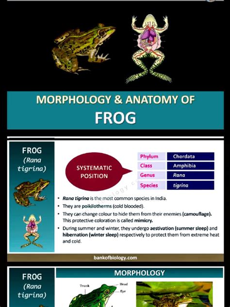 Class Xi Morphology And Anatomy Of Frog Pdf Digestion