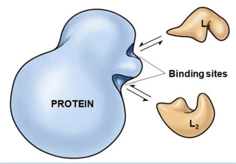 Structure And Function Protein Binding Flashcards Quizlet