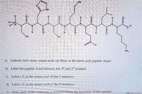 Polypeptide Chain Of Amino Acids