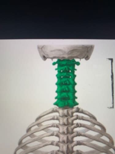 Structure Of The Spine Flashcards Quizlet