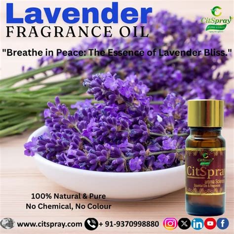 Diffuser Lavender Oil For Aromatherapy 100 Pure At ₹ 1300bottle In Nagpur