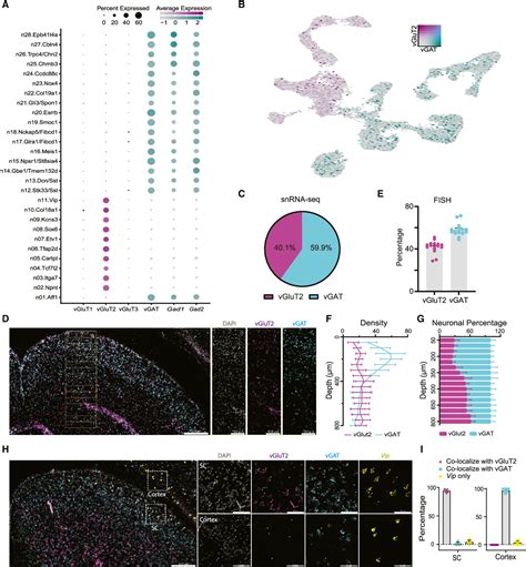 Figure 1 From Mapping Visual Functions Onto Molecular Cell Types In The