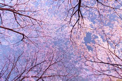 Clover Clover Tumblr Com Tumbex