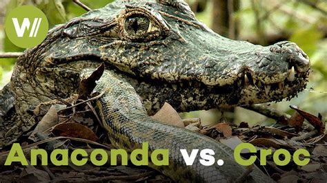 Big Anaconda Vs Big Crocodile Green Anaconda Vs Salt Water Crocodile