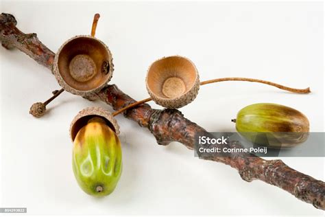 참나무 도토리와 흰색 배경 Capules의 말린된 잎과 나뭇가지의 클로즈업 0명에 대한 스톡 사진 및 기타 이미지 0명 가을 견과 Istock