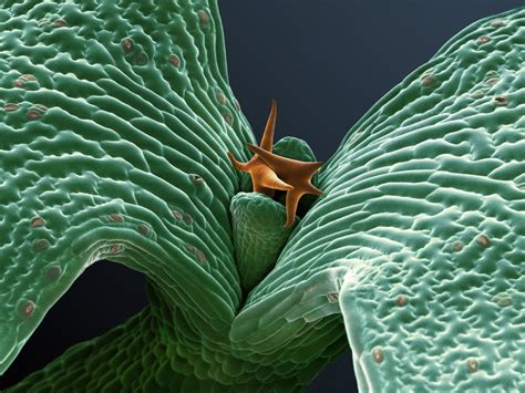 Electron Microscope Color