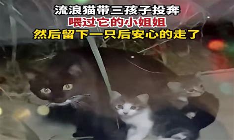 Stray Cat Brings Three Kittens To A Young Lady Who Has Fed It Global