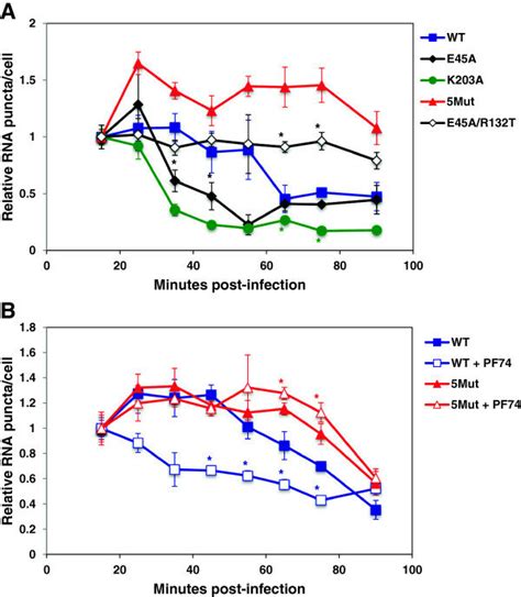 Viral Rna Staining Is Altered By Mutations That Affect Capsid