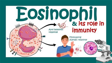 Eosinophils Eosinophil And Its Role In Immunity What Causes High Eosinophil Eosinophilia