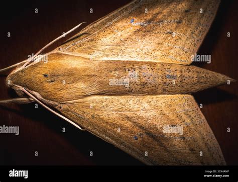 Macro Close Up Of A Brown Moth Order Lepidoptera Showing Detailed