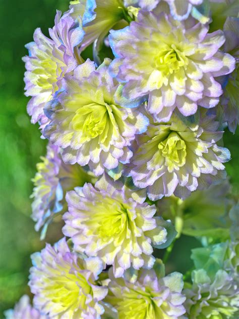 Delphinium Rainbow Sensation Buy Larkspur Online At Dutchgrown™