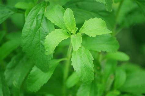 400+ kostenlose Plante Stevia und Plant-Bilder - Pixabay
