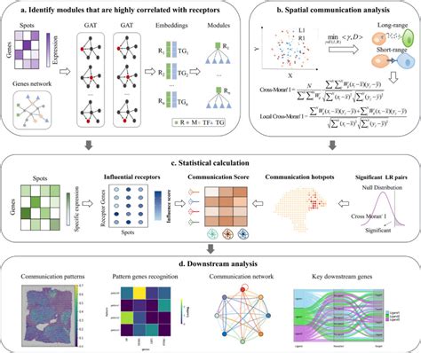 Spacclink Exploring Downstream Signaling Regulations With Graph Attention Network For