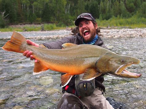 Pictures Of The Day Working Hard For Monster Bull Trout Orvis News