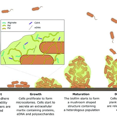 Schematic Of Different Tetracycline Tc Molecules Adsorbed In Mbg Download Scientific Diagram
