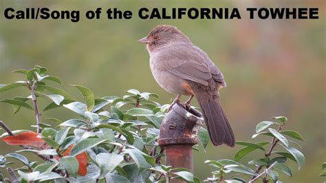 California Towhee Call Song Sound Singing Youtube
